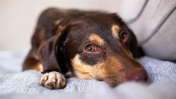 10 Things That Change in a Dog the Day Their Owner Brings Home a New ...