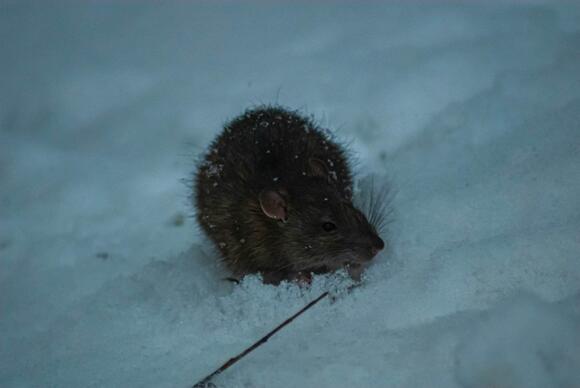 The Wildlife Truth Behind Ice Age’s Scrat and His Acorn - NewsBreak
