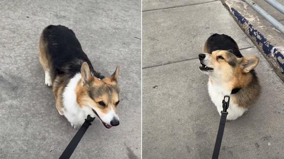 Corgi’s Perfect Firetruck Impression Has the Internet Obsessed - NewsBreak