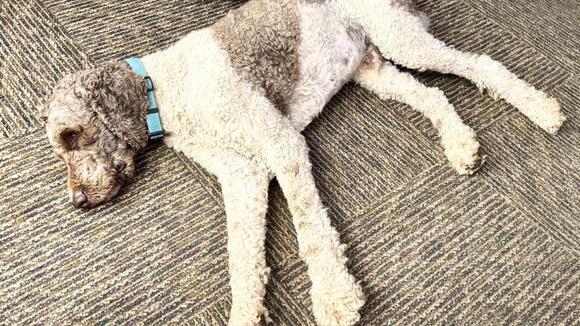 Young Standard Poodle Looking For New Home After Being Surrendered by ...