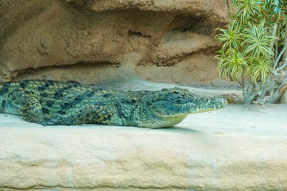 Can Crocodiles Climb Trees? (Spoiler: Yes, and Here’s Why) - NewsBreak