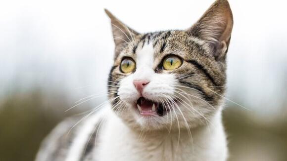 If Your Cat Stares at You Without Blinking, It’s Not Being Creepy ...