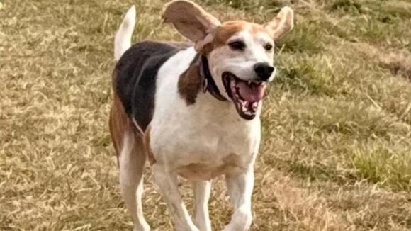 Meet The Sweet American Foxhound Mix Boy Who Was Found "Wandering ...