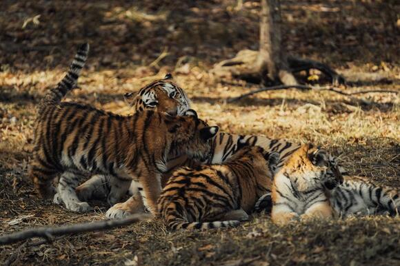 Tragic Tiger Cub Dies at Nagarahole After Suspected Fight with Another ...