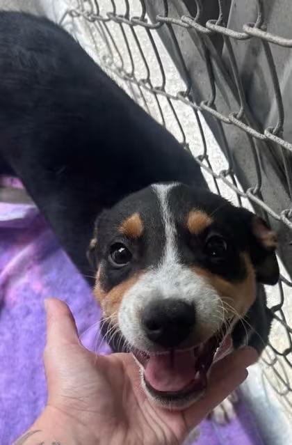 🐶 Playful Puppies & Loving Adult Dogs Ready for Adoption in North ...
