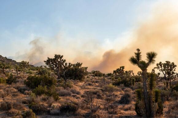 Wildfires Strike Joshua Tree, Zion National Parks Amid Government ...