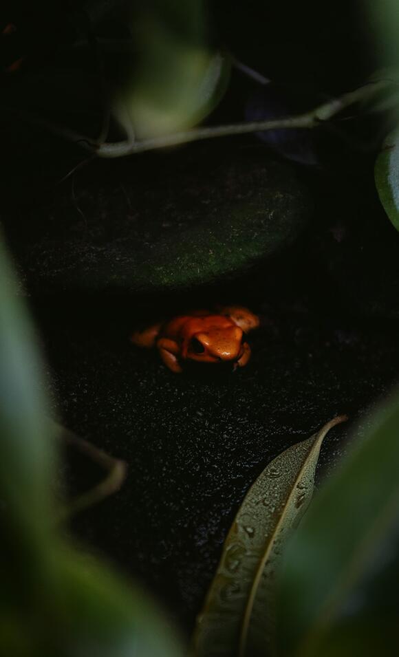 15 Animal Species That Trend Every Halloween - NewsBreak