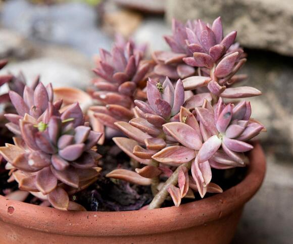 These Are the Only Succulent Trends Worth Trying This Year – They'll ...