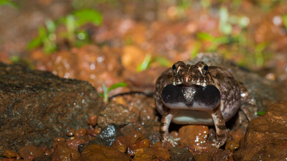 Why Some Australian Frogs Store Tadpoles in Their Stomachs (and Then ...