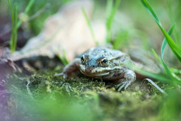 How Cold-Blooded Animals Survive in the Winter - NewsBreak