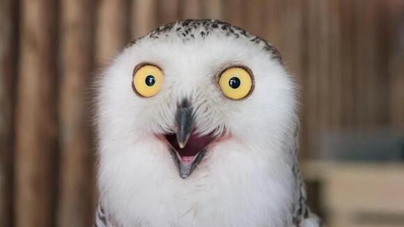 This Week in Science: Iceman Microbes, Bawdy Birds, And Much More ...