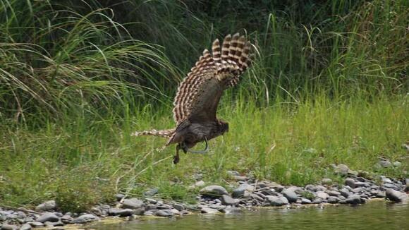15 Things You Did Not Know About Owl Eyes - NewsBreak