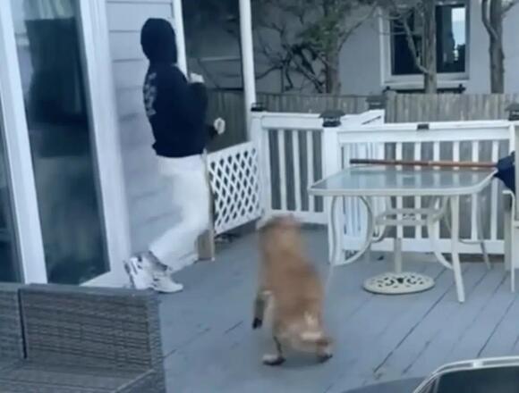 This Golden Retriever Swims To Get Owner Soaked - NewsBreak