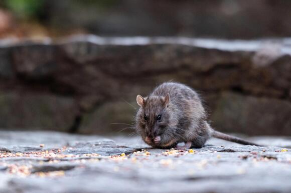Uncover the Reality of New York’s Subway Rats - NewsBreak