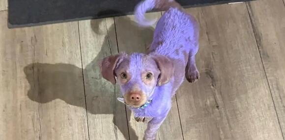 Rescued Puppy Benny Triumphs Over Toxic Dye Burns to Embrace New Life ...