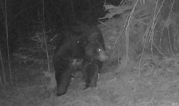 WDFW Shares Amazing Update on Bear Relocated While Hibernating - NewsBreak