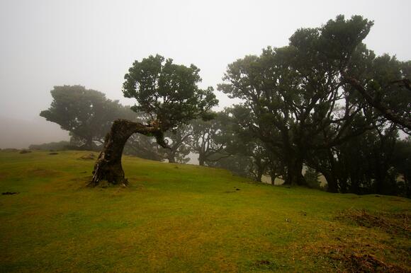 10 Fascinating Facts About the World’s Oldest Living Organisms - NewsBreak