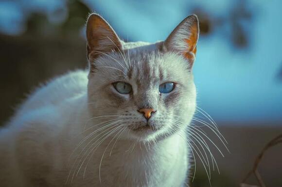 10 Social Media Trends Every Cat Influencer Is Jumping On - NewsBreak