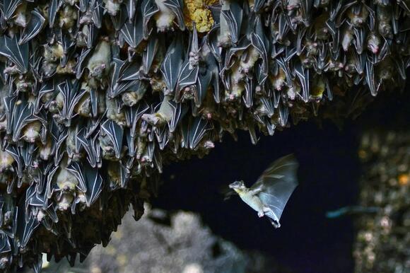 15 Bats That Help Humans More Than You Know - NewsBreak