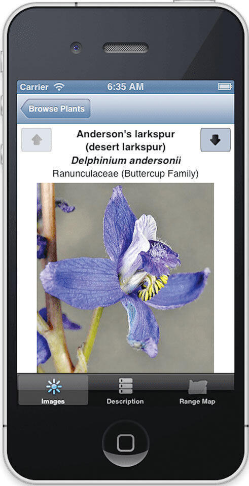 OSU app brings wildflower identification to your fingertips