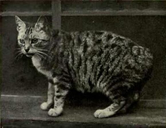 10 Cat Breeds That Secretly Think They’re Dogs - NewsBreak