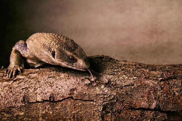 The Lizard That Brought Fire: Aboriginal Australian Legends - NewsBreak