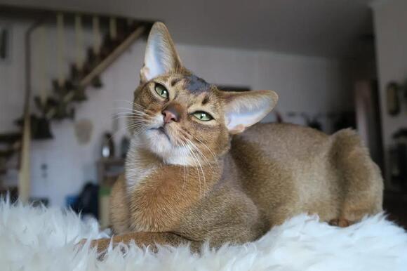 12 Cat Breeds That Are Night Owls and Keep Owners Awake at 2 A.M ...