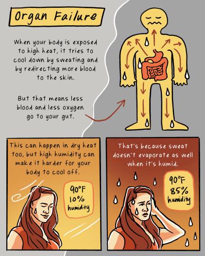 COMIC: How excessive heat kills and how to stay safe - NewsBreak