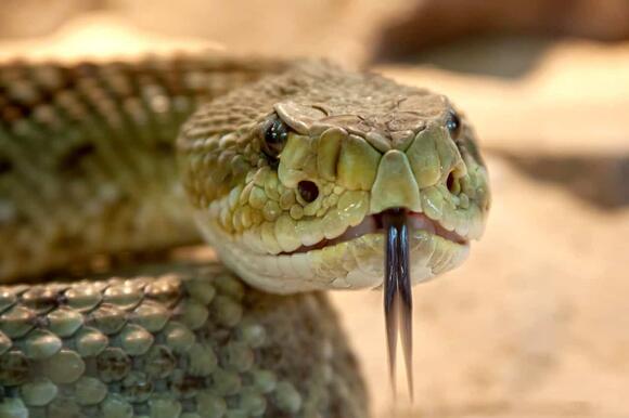 This Snake Can Strike Faster Than the Blink of an Eye - NewsBreak