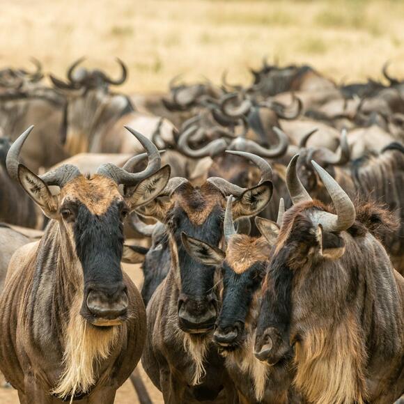 15 Mammals That Hike Thousands of Miles Every Year - NewsBreak