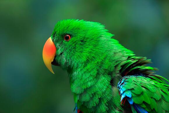 10 Most Affectionate Parrots That Truly Bond With People - NewsBreak