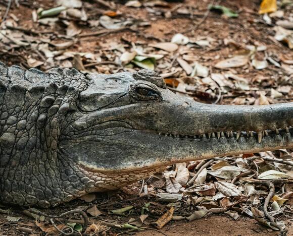 10 Remarkable Species That Survived Extinction - NewsBreak