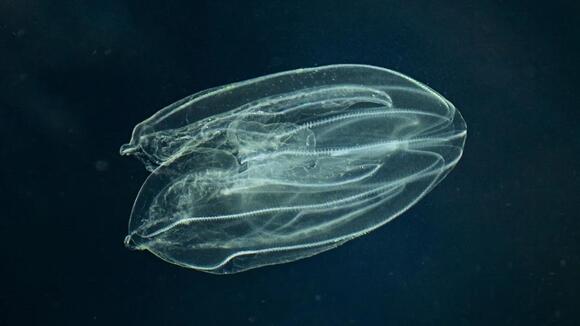 Transparent creature called 'sea walnut' discovered that ages in reverse