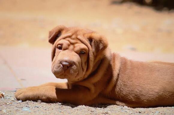 Which Dog Breed Would Emotionally Exhaust Your Zodiac Sign - NewsBreak