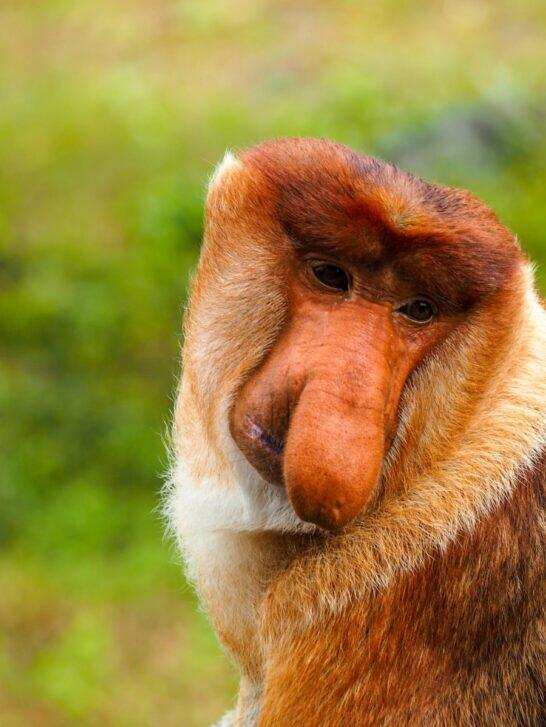 Ugly Monkeys - NewsBreak