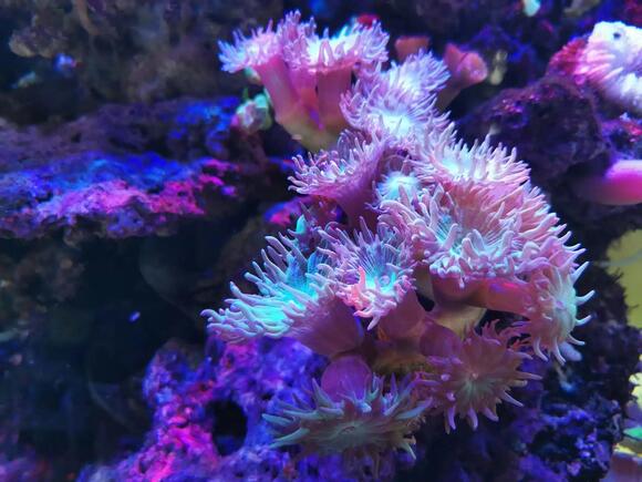 13 Creatures That Survive Without a Brain - NewsBreak