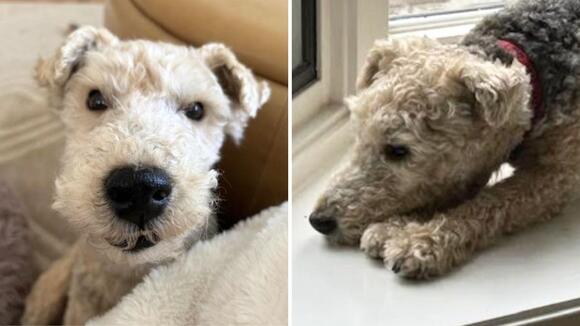 Local Lakeland Terrier Mix Boy is Searching For New Home After Owner ...
