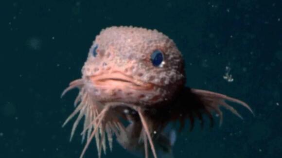 Three new species of deep-sea snailfish discovered off California coast ...