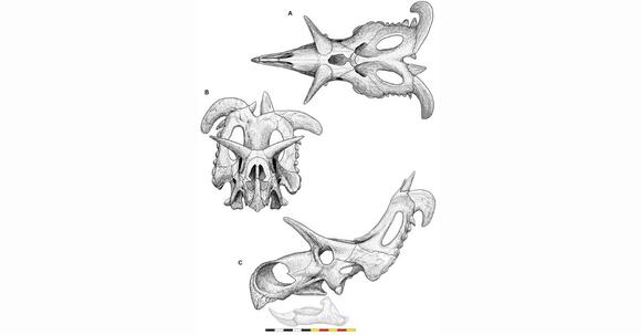 Newly Discovered Dinosaur in Montana Had Horns Resembling Blades of Loki