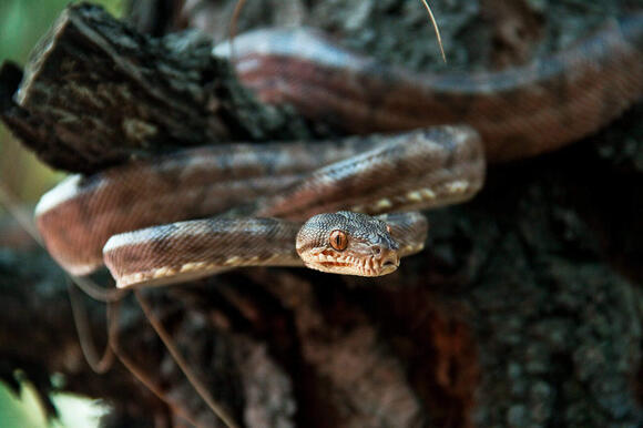 The Serpent in the Garden: Snakes in Religious Lore - NewsBreak