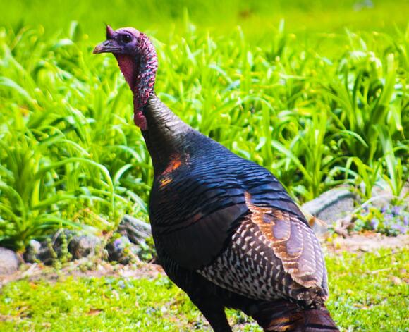 How the Turkey Is a Spiritual Symbol for Indigenous Native Americans ...
