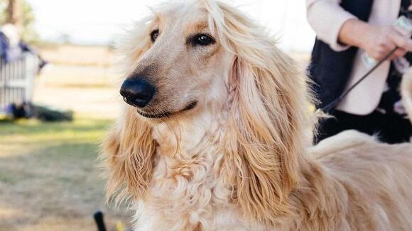 10 Stubborn Dog Breeds That are A Trainer’s Nightmare - NewsBreak