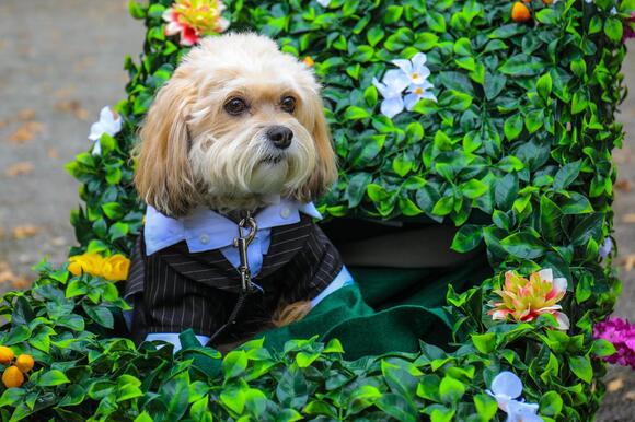 Dog parade season is upon us. Here’s a guide to the best in NYC and NJ.