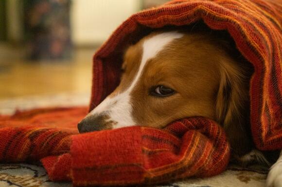 7 Ways to Help Your Dog Cope with Thunderstorms - NewsBreak
