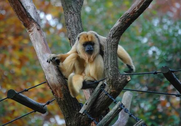 10 Smartest Monkey Species Ranked by Experts - NewsBreak