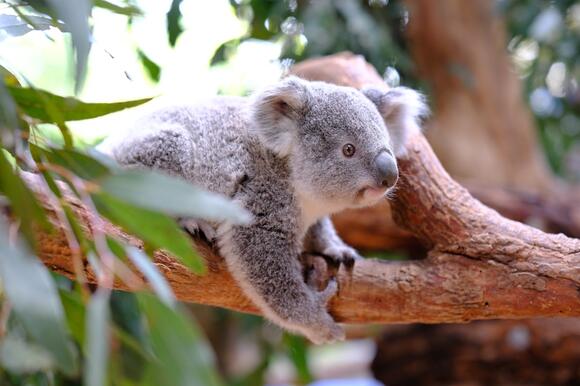 The Brain of a Koala: Fascinating Facts for International Wild Koala ...