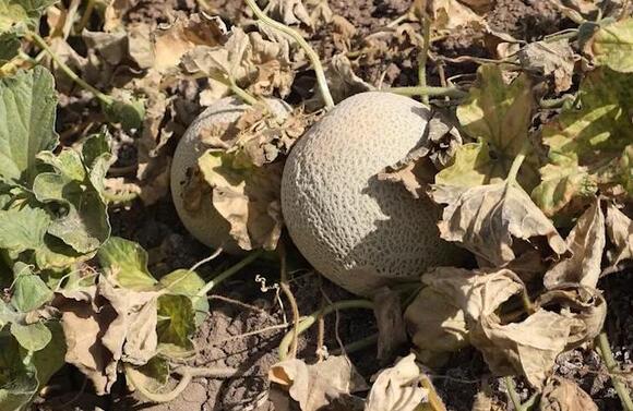 Yuma melon season hit by early virus outbreak after warm winter - NewsBreak