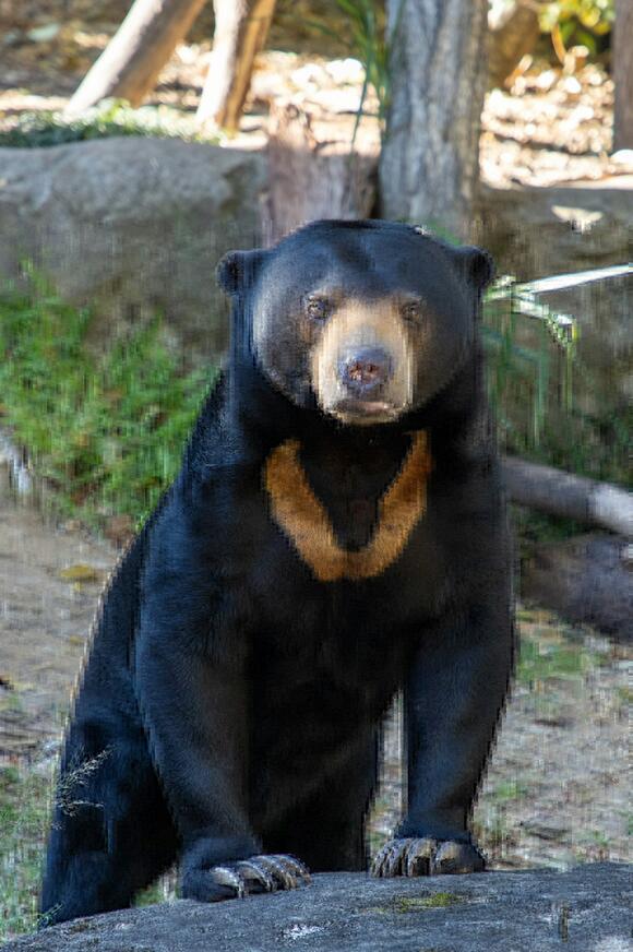 The Sun Bear’s Strange Tongue and Stranger Behavior: Ecology’s Tiny ...