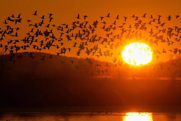 Raucous bird tornado touches down as snow geese make annual flight to ...