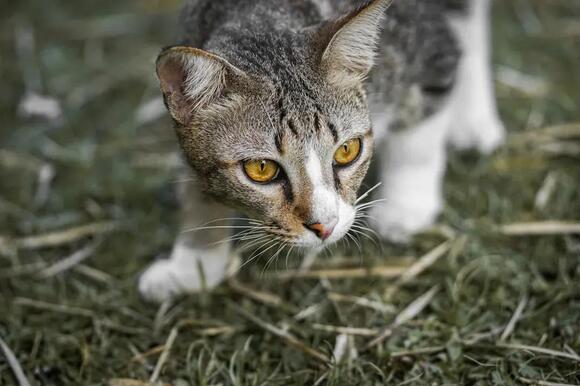 Why Does My Cat Bring Me ‘Gifts’? Unpacking This Odd Behavior - NewsBreak